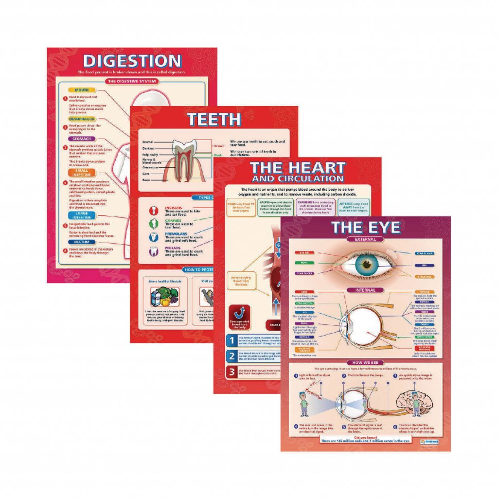 Poster Set Of Body Organ, Laminated 'UK' - Charleston Scientific